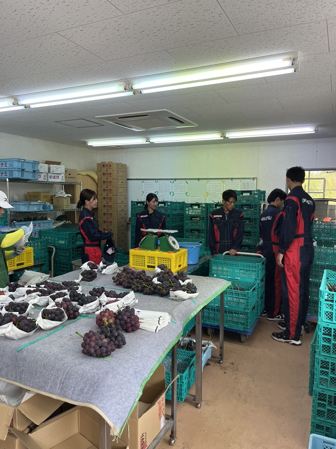 2023年度 つながる農業活動⑤ぶどう応援｜地域とつながる活動｜ダイハツ工業株式会社